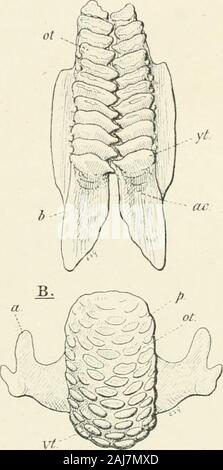 A treatise on zoology . ,more or less rhomboid scales in oblique rows ...