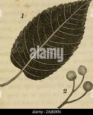 The sylva americana; or, A description of the forest trees indigenous ...