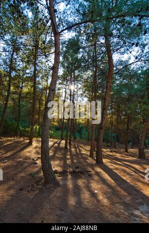 Israel Pine Trees in a forest black and white Stock Photo - Alamy