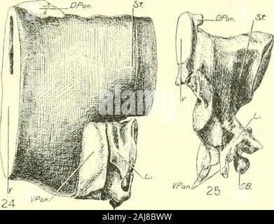 . The American journal of anatomy . or and posterior longitudinal sulci ...
