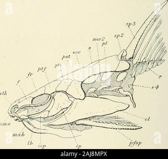 A treatise on zoology . be of pelvic fin;