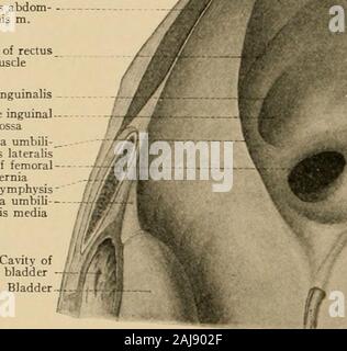 The anterior abdominal wall - topographic anatomy Stock Photo - Alamy