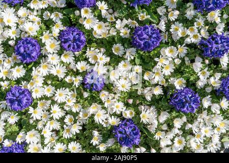 A top and closeup shot of the white anemone flower Stock Photo - Alamy