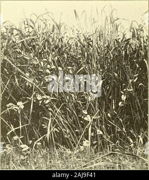 Forage crops for soiling, silage, hay and pasture Stock Photo - Alamy
