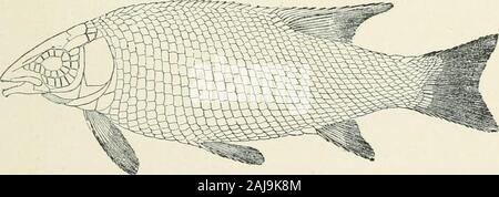 A treatise on zoology . Fig. 310. Hypsocormus insignis, Wagner; Upper ...