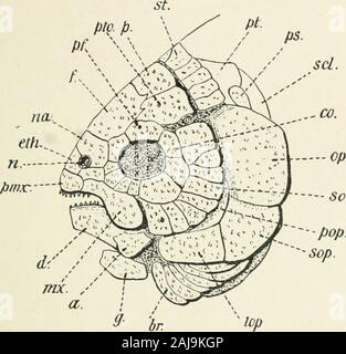 A treatise on zoology . Fig. 310. Hypsocormus insignis, Wagner; Upper ...