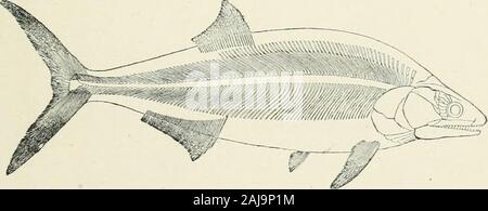 A treatise on zoology . Fig. 310. Hypsocormus insignis, Wagner; Upper ...