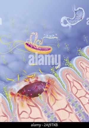 Illustration of Helicobacter pylori bacteria. H. pylori is a Gram ...