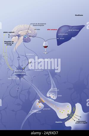 Dopamine pathway, illustration Stock Photo - Alamy