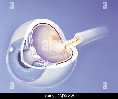 The eye as a camera. Eyeball with cornea and lens, where rays undergo ...
