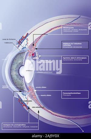 Schlemm canal, trabeculum, aqueous humor, treatments. Sagittal section ...