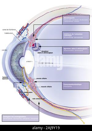 Schlemm canal, trabeculum, aqueous humor, treatments. Sagittal section ...