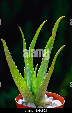 Aloe vera (Aloe vera), Germany Stock Photo - Alamy