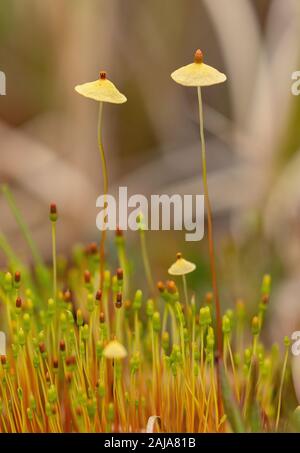 Yellow moosedung moss, Splachnum luteum growing in a bog in ...