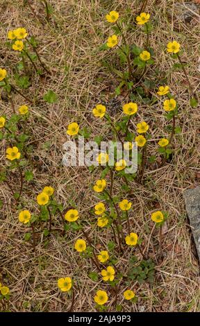 Snow buttercup, Ranunculus nivalis, in flower in high snow-melt area ...