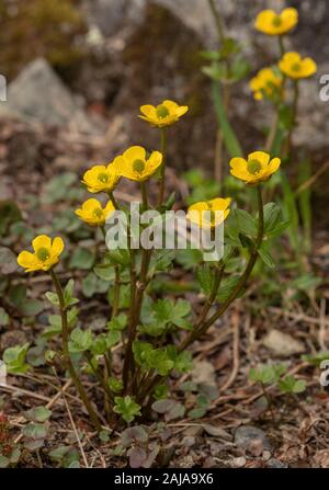 Snow buttercup, Ranunculus nivalis, in flower in high snow-melt area ...