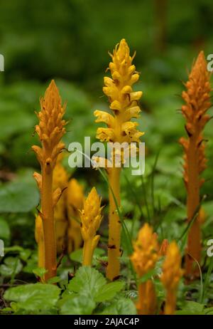 Barberry Broomrape, Orobanche lucorum parasitic on Berberis sp. Eastern ...