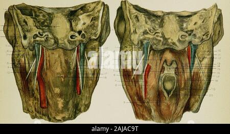 Muscle Figure 6-12 Stock Photo - Alamy