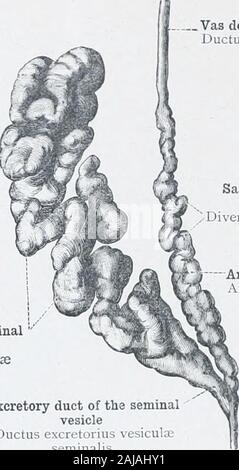 Seminiferous tubules of human testis. Male germinal epithelium shows ...