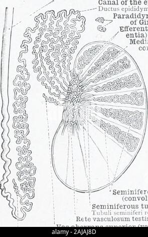 Testis, epididymis, and vas (ductus) deferens Stock Photo - Alamy