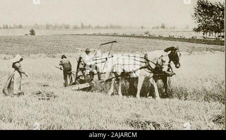 Harvest scenes of the world . Reaper with Seatfor Raker Stock Photo - Alamy