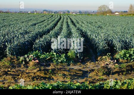 View of a field planted with leeks in Brittany, France Stock Photo - Alamy