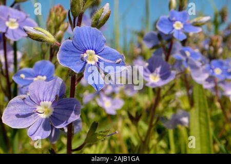Germander speedwell (Veronica chamaedrys) clump flowering in a chalk ...