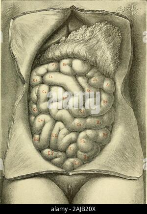 Operative gynecology : . Fig. 21.—The Folds of the Mesentery Showing ...