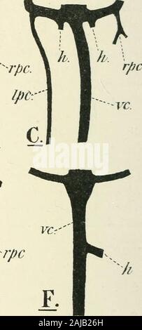 A treatise on zoology . he right and left ductusCuvieri and the hepatic ...