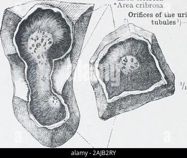 Human kidney (renal cortex section) showing nephrons, Bowman capsules ...