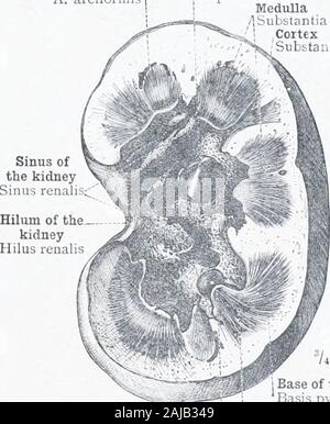 Pig Renal Cortex And Medulla
