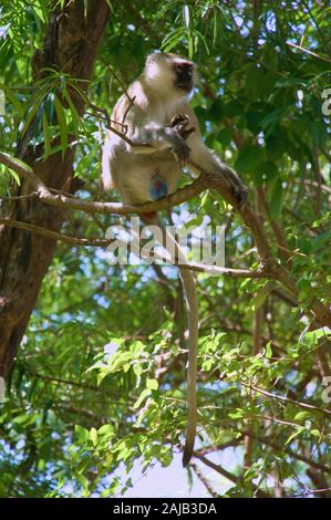 Vervet monkey with blue balls In Africa Stock Photo - Alamy