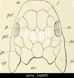 . squamosal postorbital Stock Photo - Alamy