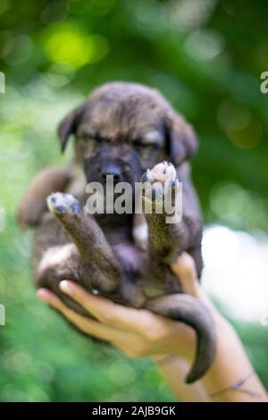 Portrait of cute puppy with foliage bokeh background. Head shot of ...