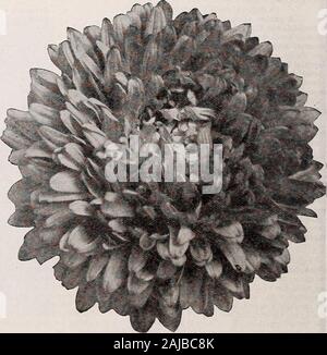 violets flowers lowestoft