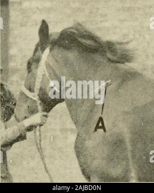 Fistula of the withers and poll-evil . Fig. 13.—Poll Evil Showinc I ...