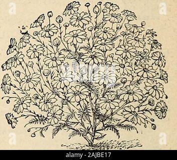 The orange tube like flowers of the climber Eccremocarpus scaber the ...