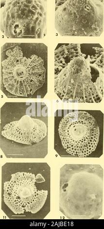 . Bulletins of American paleontology. â â I f*^ ^^ Polinices tumidus ...