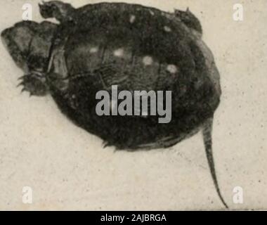 Spotted Turtle, Spotted Turtles, Terrapin, Terrapins, Other Animals ...