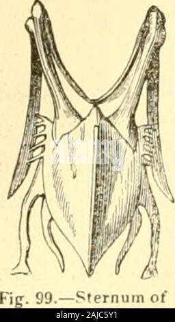 . Comparative anatomy. Anatomy, Comparative. 212 comparativp: anatomy ...