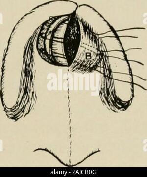 Plastic surgery; its principles and practice Stock Photo - Alamy