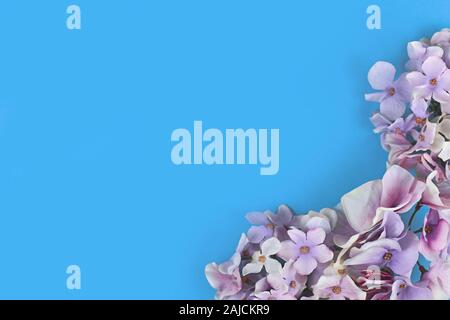 Blue Hydrangea in corner with copy space Stock Photo - Alamy