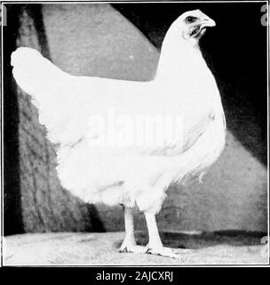 The Philo system of progressive poultry keeping . Fig.3.. Fig.S Stock ...