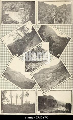 Coccoloba sp Coccoloba sp Stock Photo - Alamy