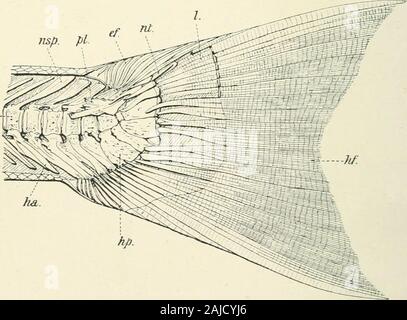 A treatise on zoology . Fk;. 63. Dissected tail of Sahno. (After ...