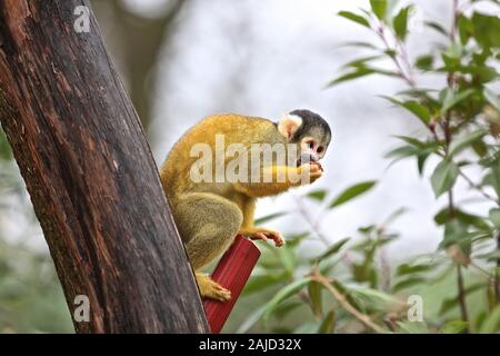 African Penguin chicks born in early January are cared for at the ...