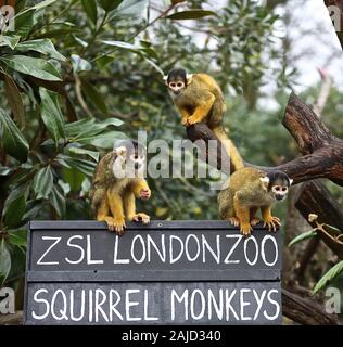 African Penguin chicks born in early January are cared for at the ...