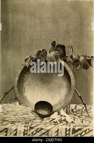 Samoa a kava plant Stock Photo - Alamy