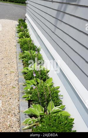 Hosta Plants in a Row Stock Photo - Alamy
