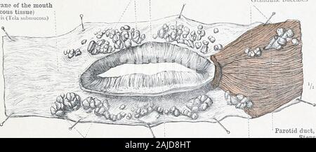 Human skin showing sebaceous glands. Longitudinal section. Optical ...